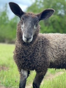 Sheep Breed Profile: Bluefaced Leicester - Countryside